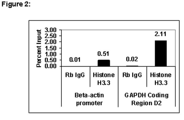 ChIPAb+™ Histone H3.3 - ChIP Validated Antibody and Primer Set | 17-10245